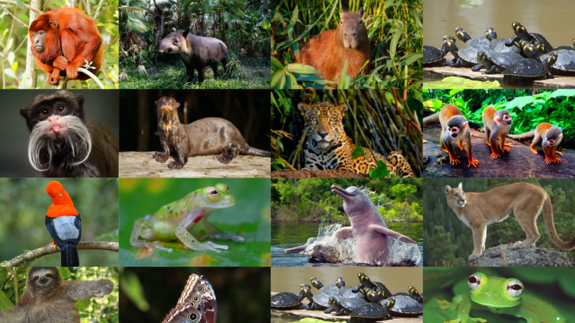 Animales de la Selva Amazónica: La Increíble Fauna del Perú