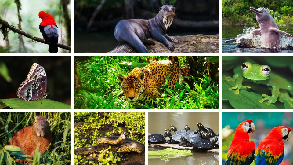 Animales de la Selva Amazónica: La Increíble Fauna del Perú