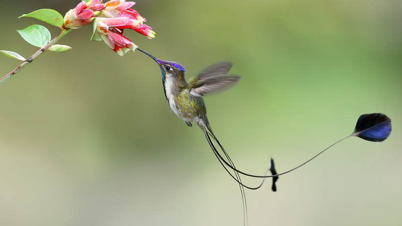Discover the Plants and Animals of Machu Picchu