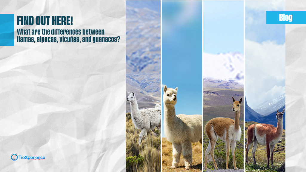 Differences Between Llamas, Alpacas, Vicuñas, and Guanacos