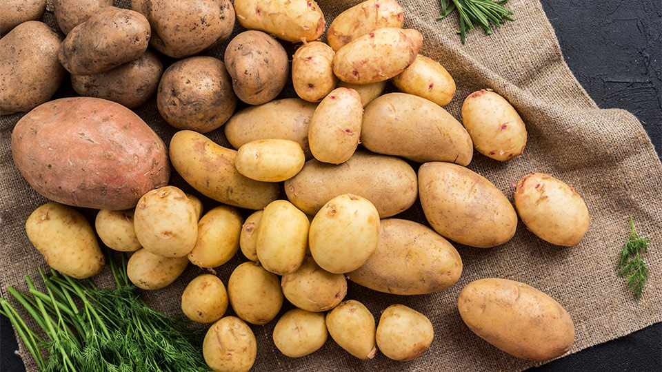 Variety of Peruvian potatoes: Exploring Over 4,000 Varieties